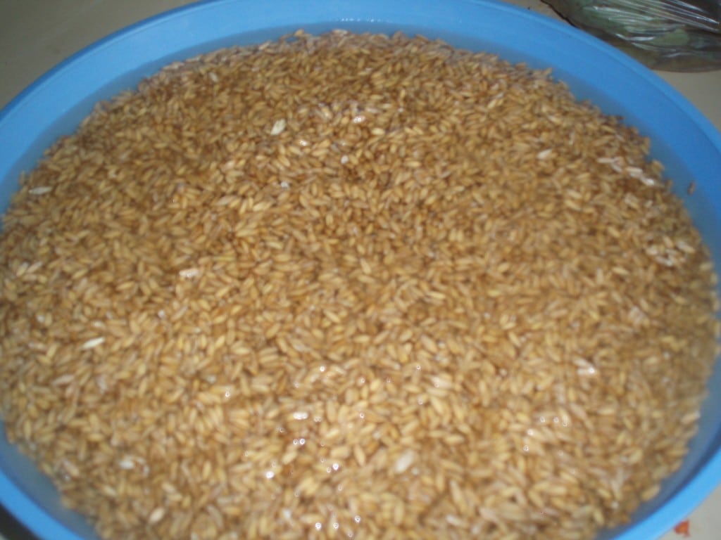 How to Sprout Grains (Tutorial)