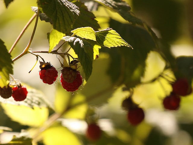 Red Raspberry Leaf