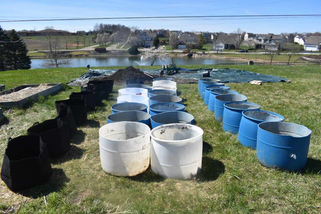 How to Grow Potatoes in 55-Gallon Drums